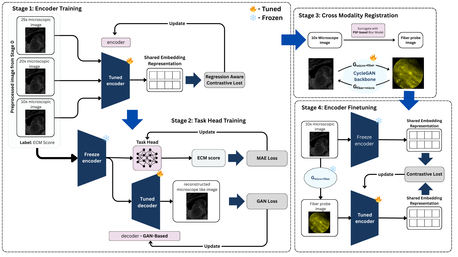 Estimation of ECM Signatures in Fiber Probe Images | Eshan Surendra
